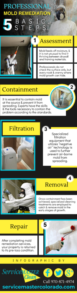 5 Basic Steps for Professional Mold Remediation – Infographic | Service ...